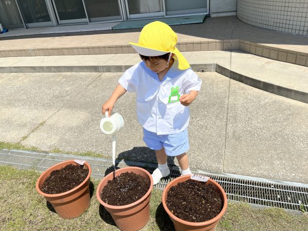 満三歳児ふたば組 紫蘇収穫 | 賢明学院幼稚園 | 学校法人 賢明学院